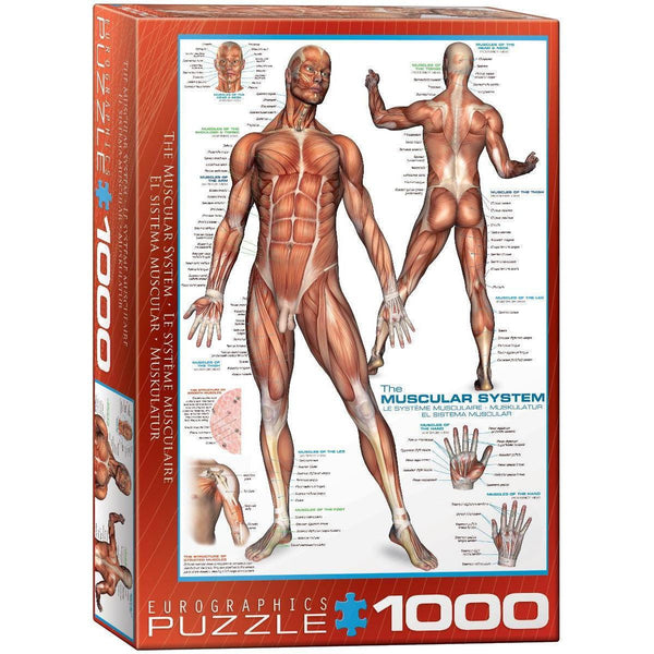 The Muscular System 1000 Piece Jigsaw Puzzle Eurographics – Puzzle Merchant